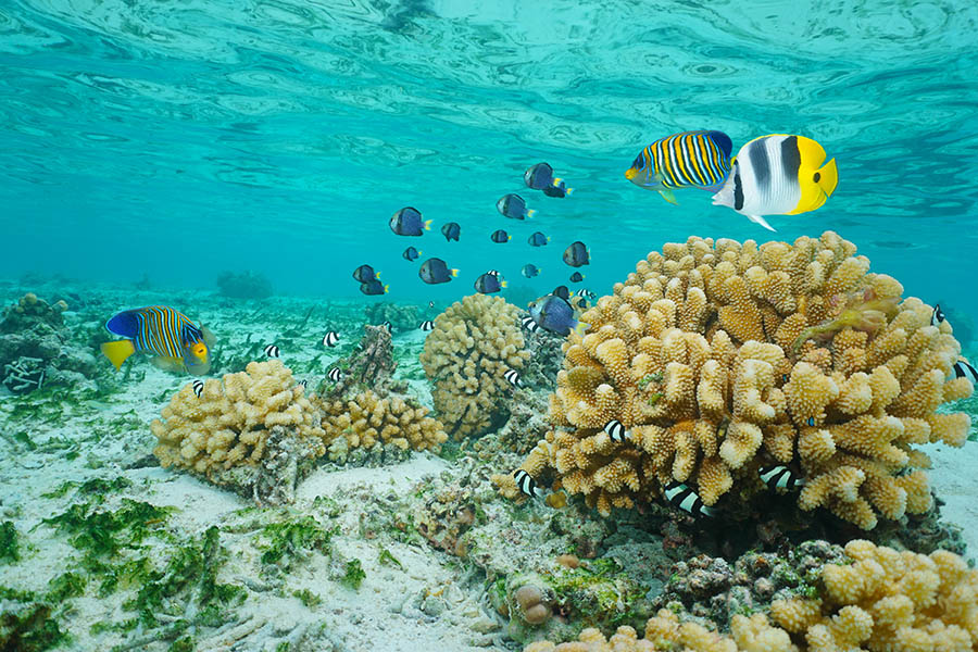 Untouched French Polynesia Holiday | Travel Nation