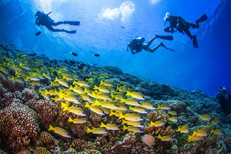 5 Incredible Coral Reefs Around The World! | Travel Nation Blog
