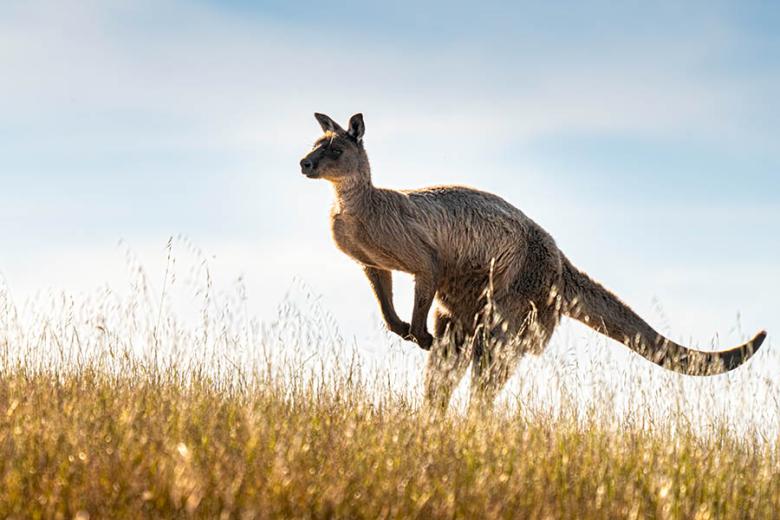 Planning The Perfect Australia Safari Holiday | Travel Nation