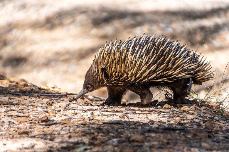 Wildlife in Western Australia: our top 12 experiences | Travel Nation
