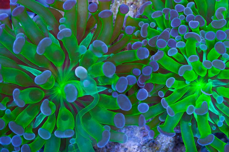 Coral Reef Conservation: Visit Reefs Responsibly | Travel Nation