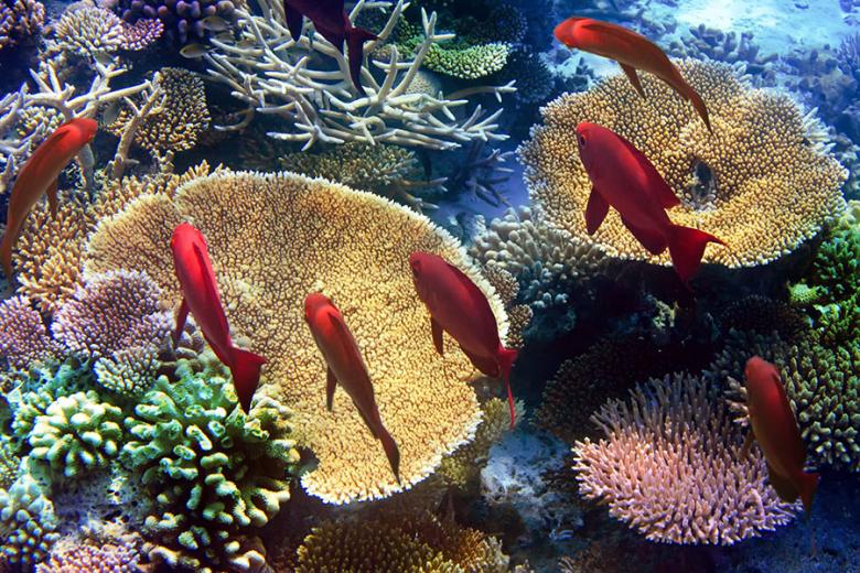 Coral Reef Conservation: Visit Reefs Responsibly | Travel Nation